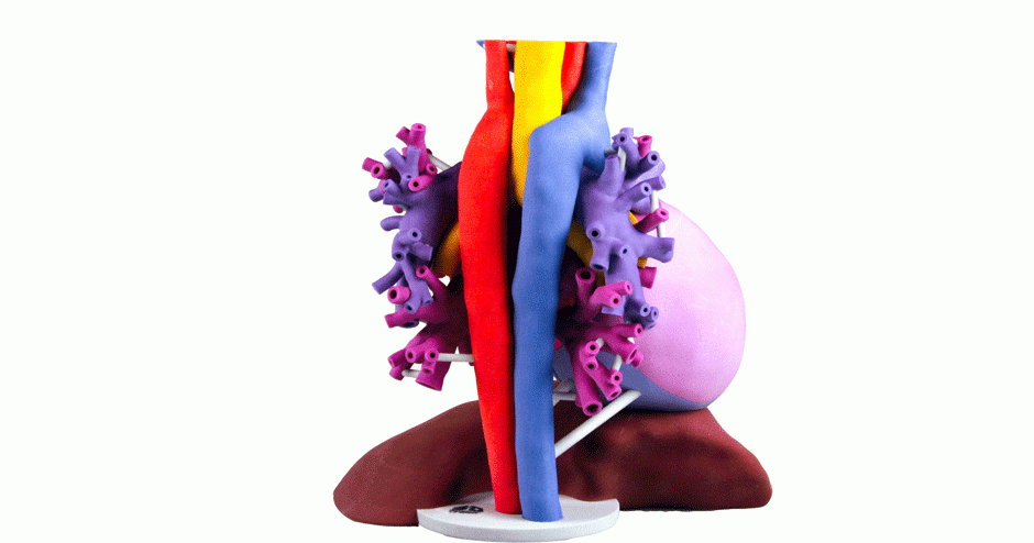 Anatomic Model Solutions | 3D Systems